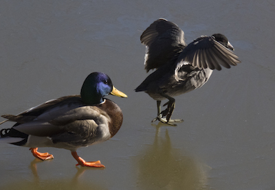Waterfowl on Frances Short Pond (Flagstaff) – outdoorswithcamera
