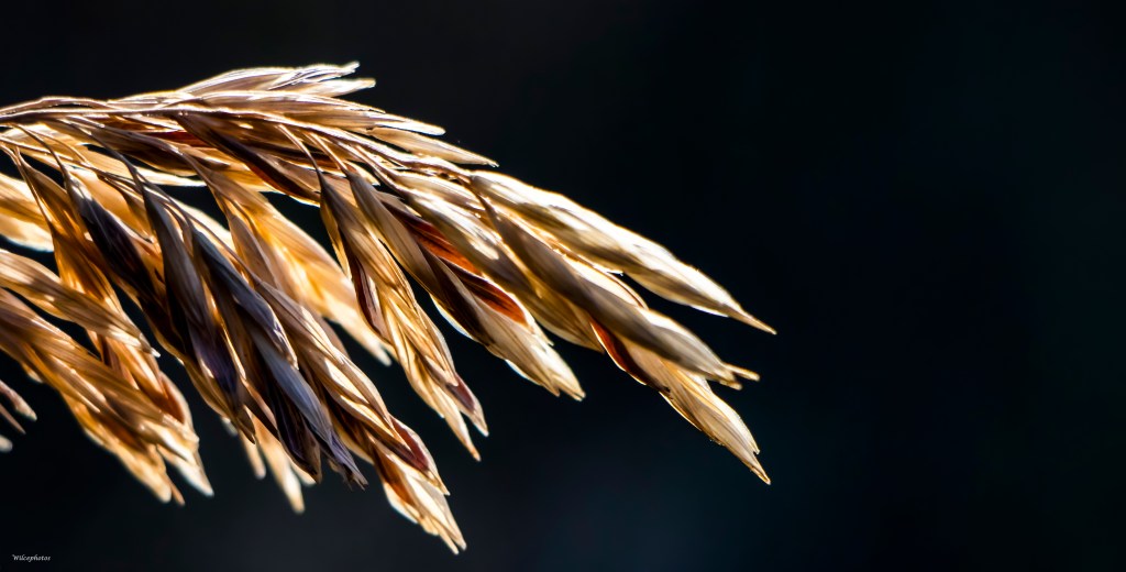 Pattern Repetition: Parallelism in Nature – outdoorswithcamera