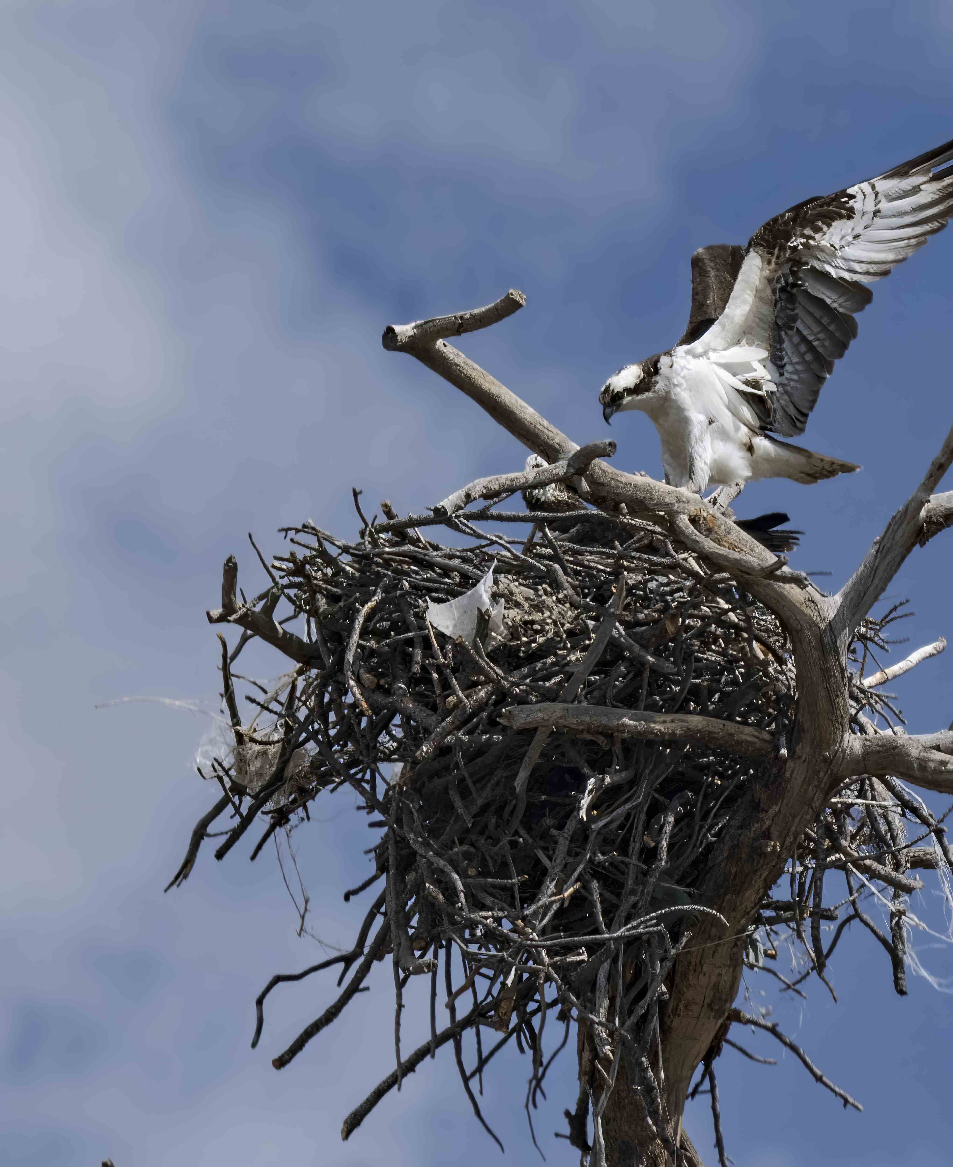 Osprey nest-building: A free video for you – outdoorswithcamera