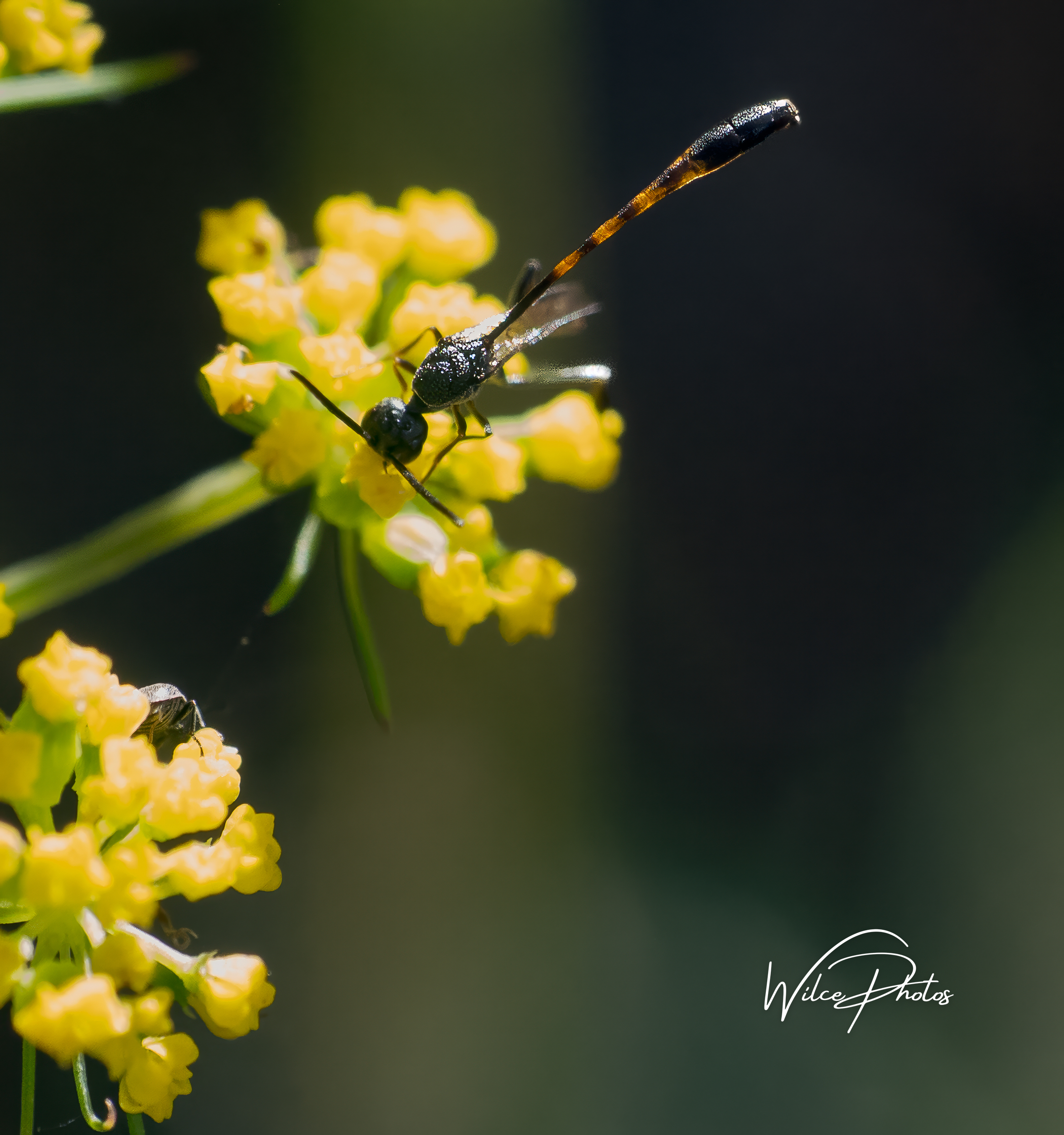 Macro! – outdoorswithcamera