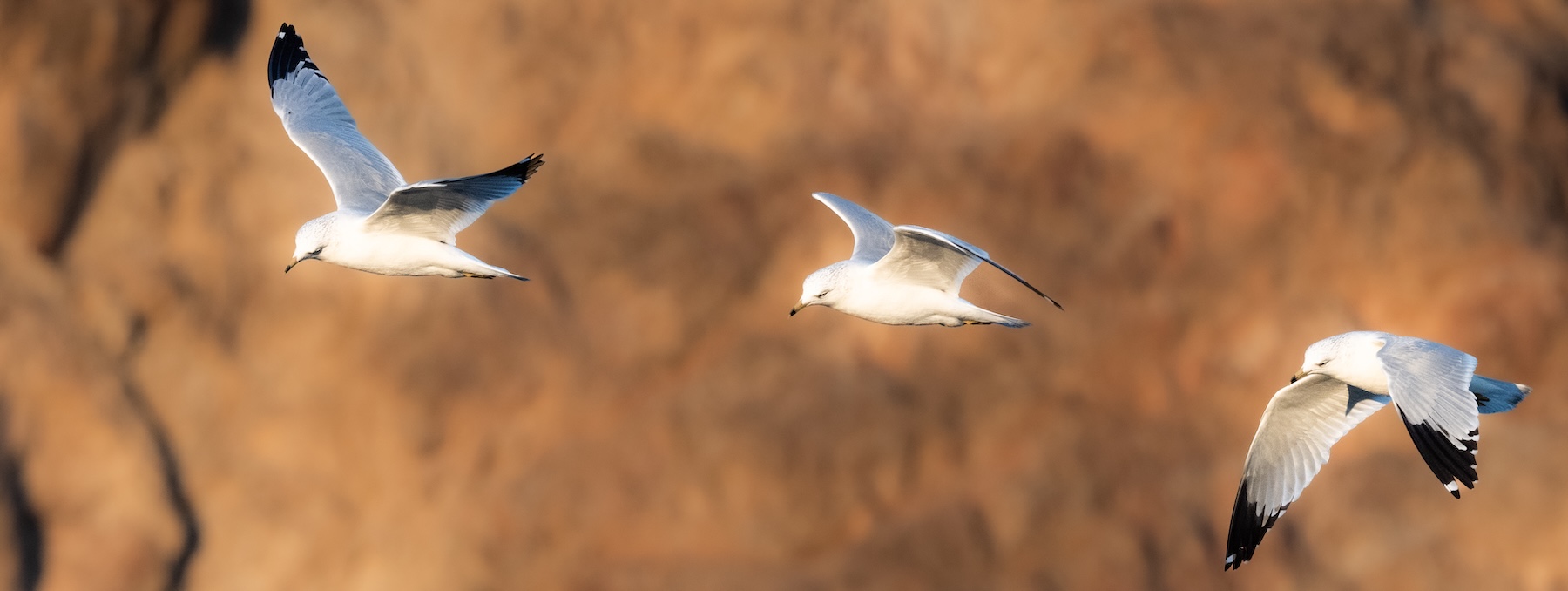 Multiplying Bird Images – outdoorswithcamera